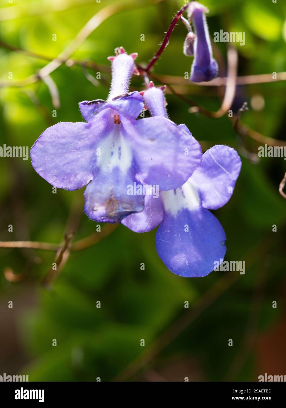 Nodding violet streptocarpus caulescens hi-res stock photography and ...