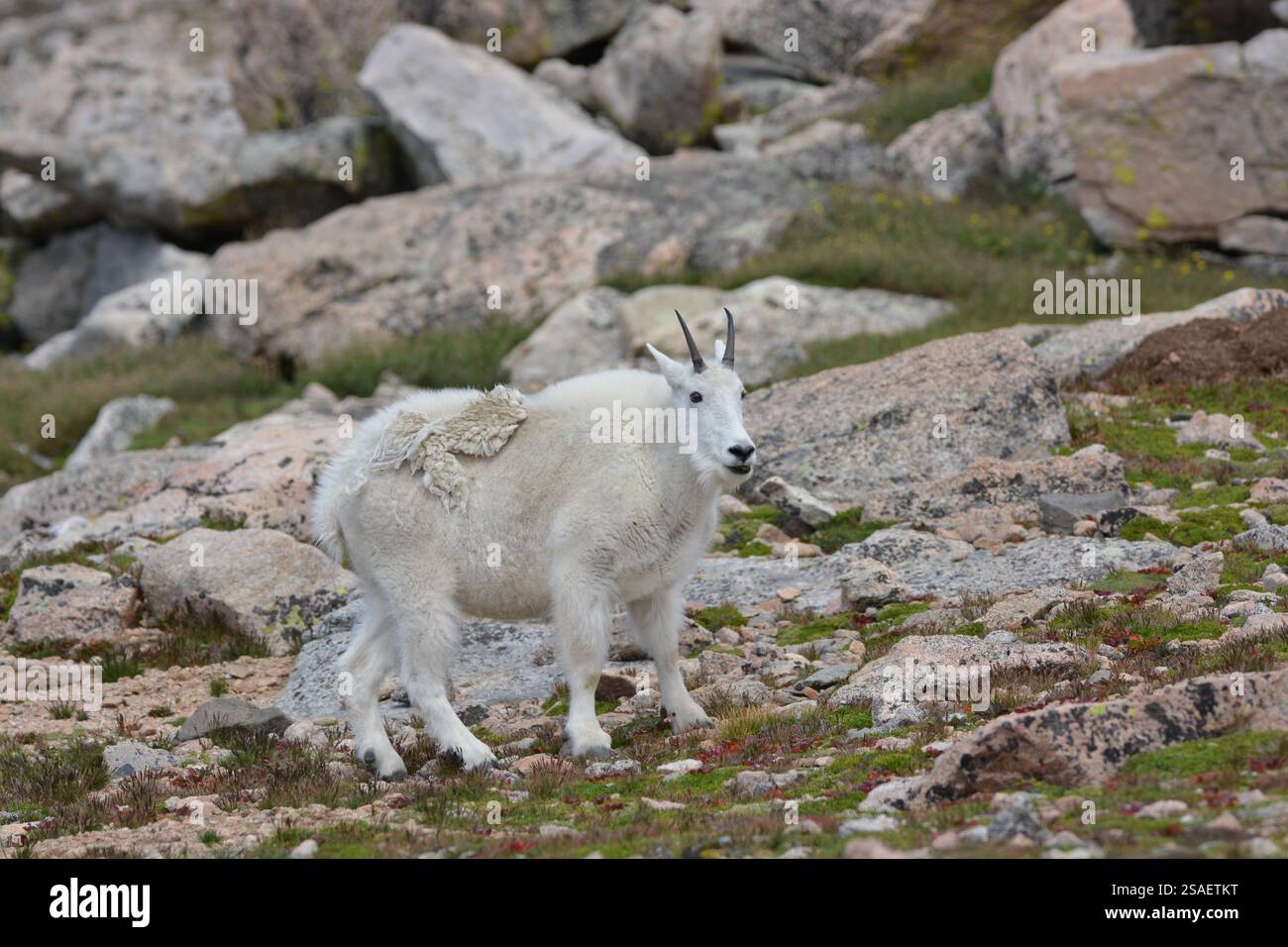 Mountain Goat in Mount Evans Colorado USA Stock Photo - Alamy