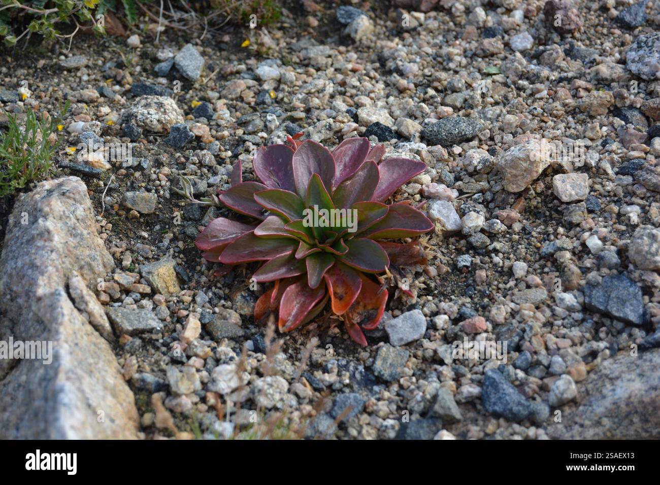 Alpine Springbeauty Claytonia Megarhiza Native Plant Stock Photo - Alamy