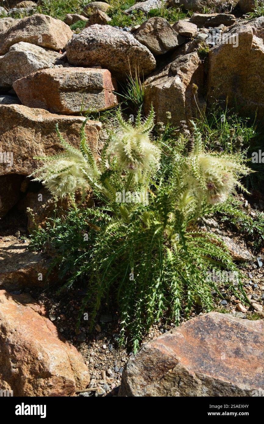 Frosty Balls Cirsium Scopulorum native plant on boulders Stock Photo ...
