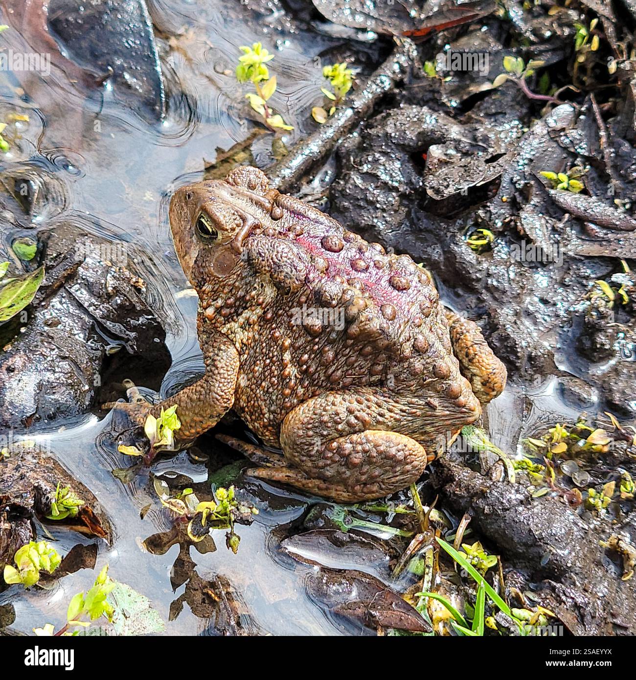 A toad in the mud Stock Photo - Alamy