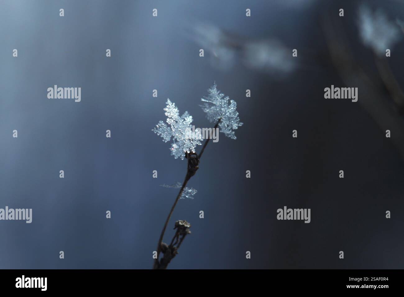 a graceful symmetrical snowflake glistens on the tip of a dry blade of ...