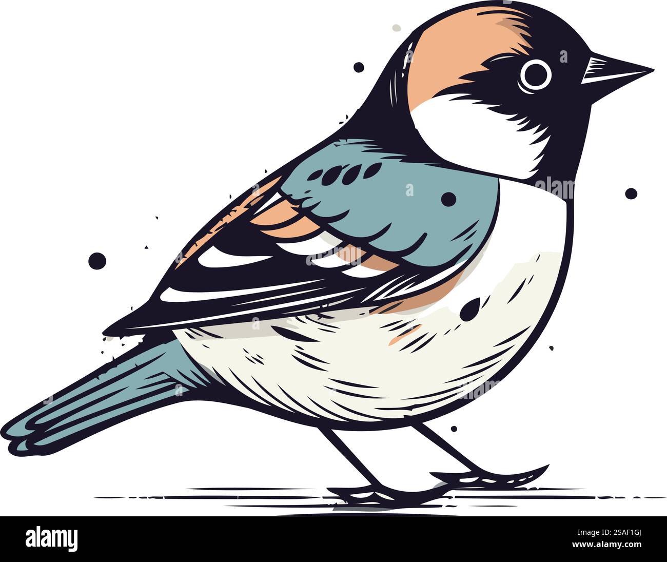 Chaffinch. Hand drawn vector illustration. Isolated on white background ...