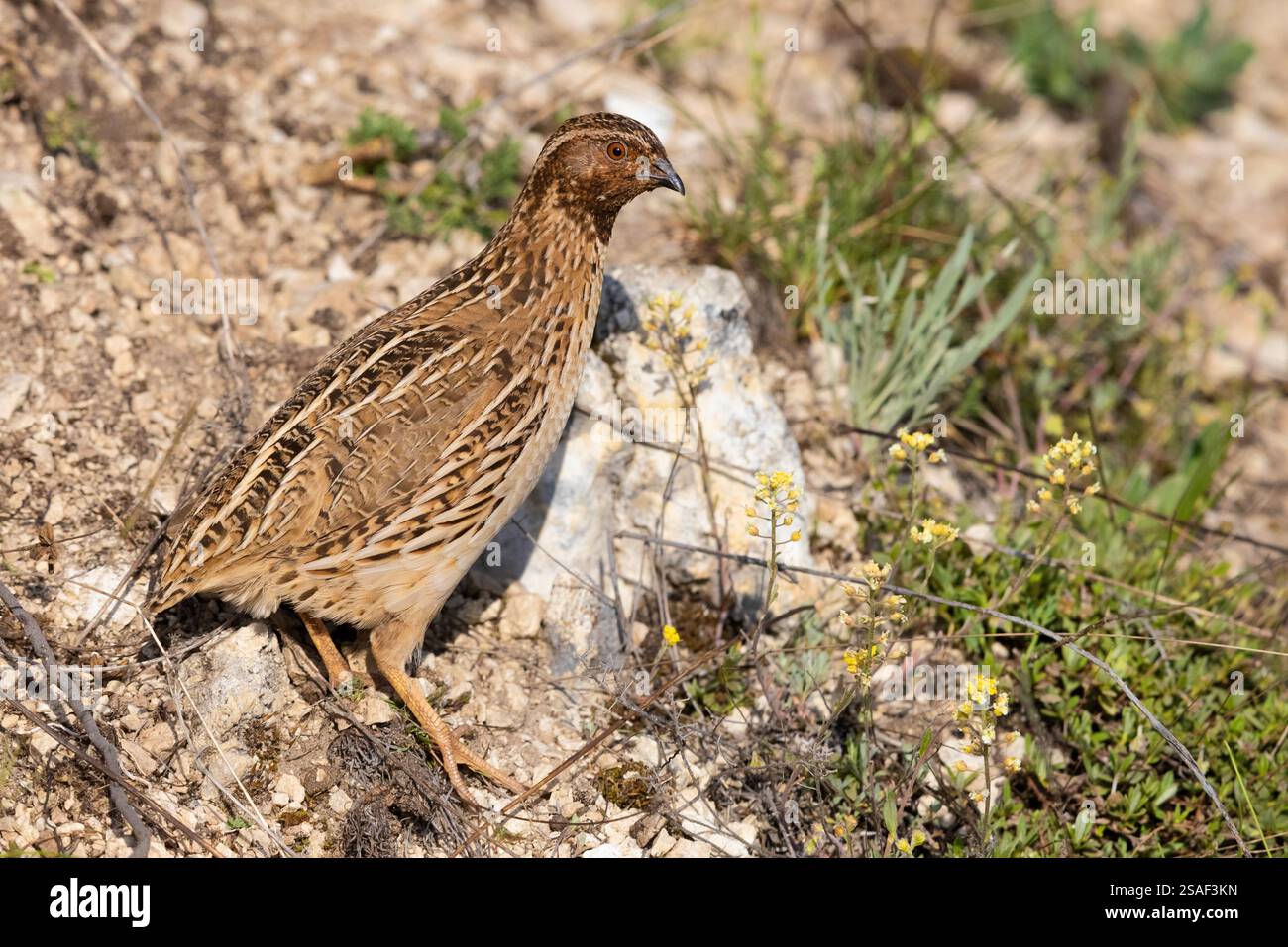 common quail, European quail (Coturnix coturnix), male standing on a ...