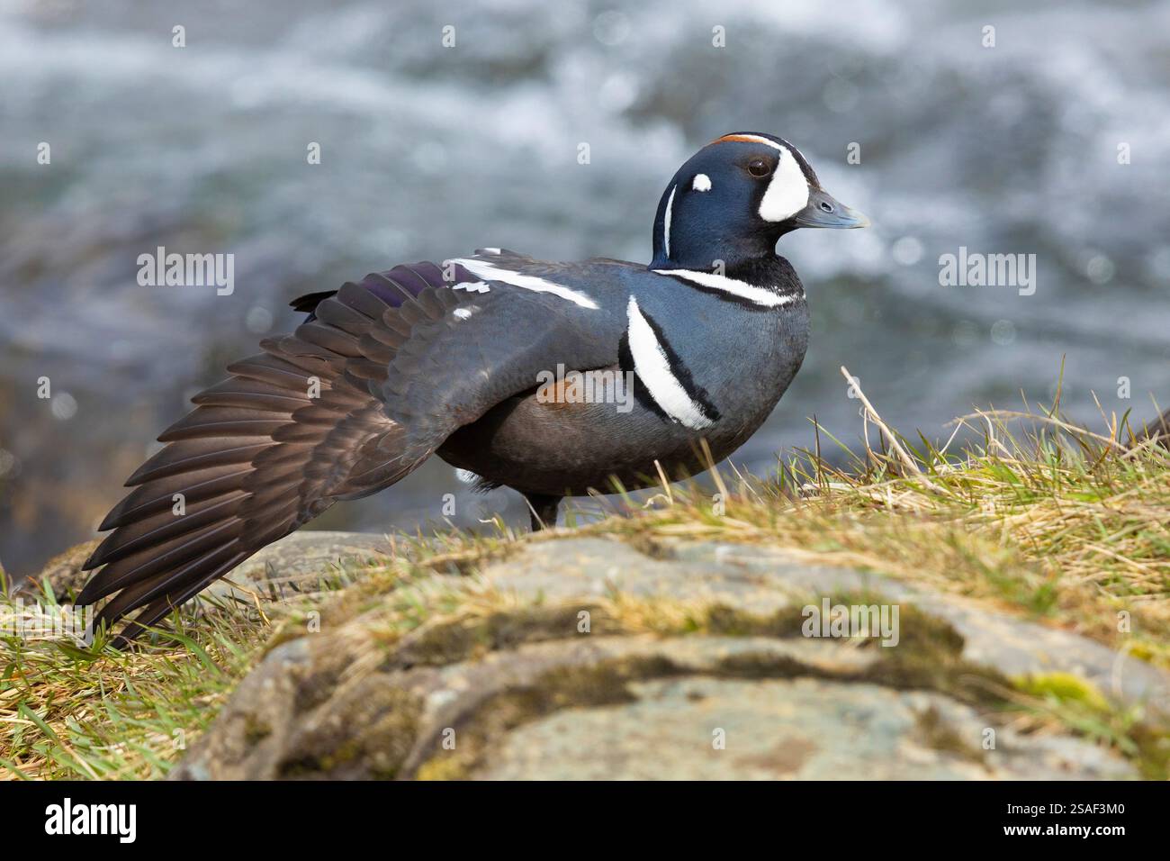 harlequin duck (Histrionicus histrionicus), drake stretching a wing ...