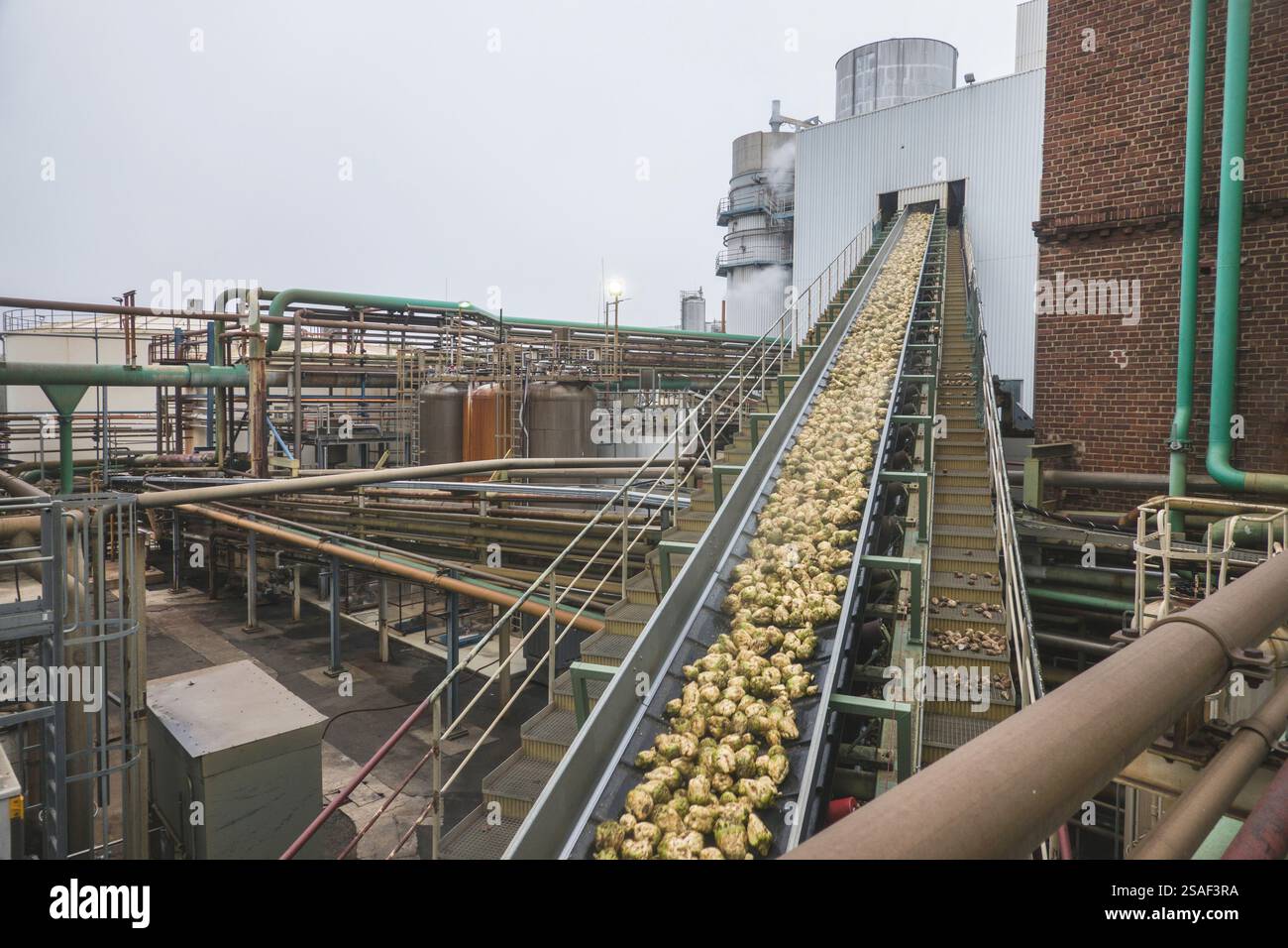 Sugar beet, Sugar-beet, Beet root, Sugar-beet root (Beta vulgaris var ...