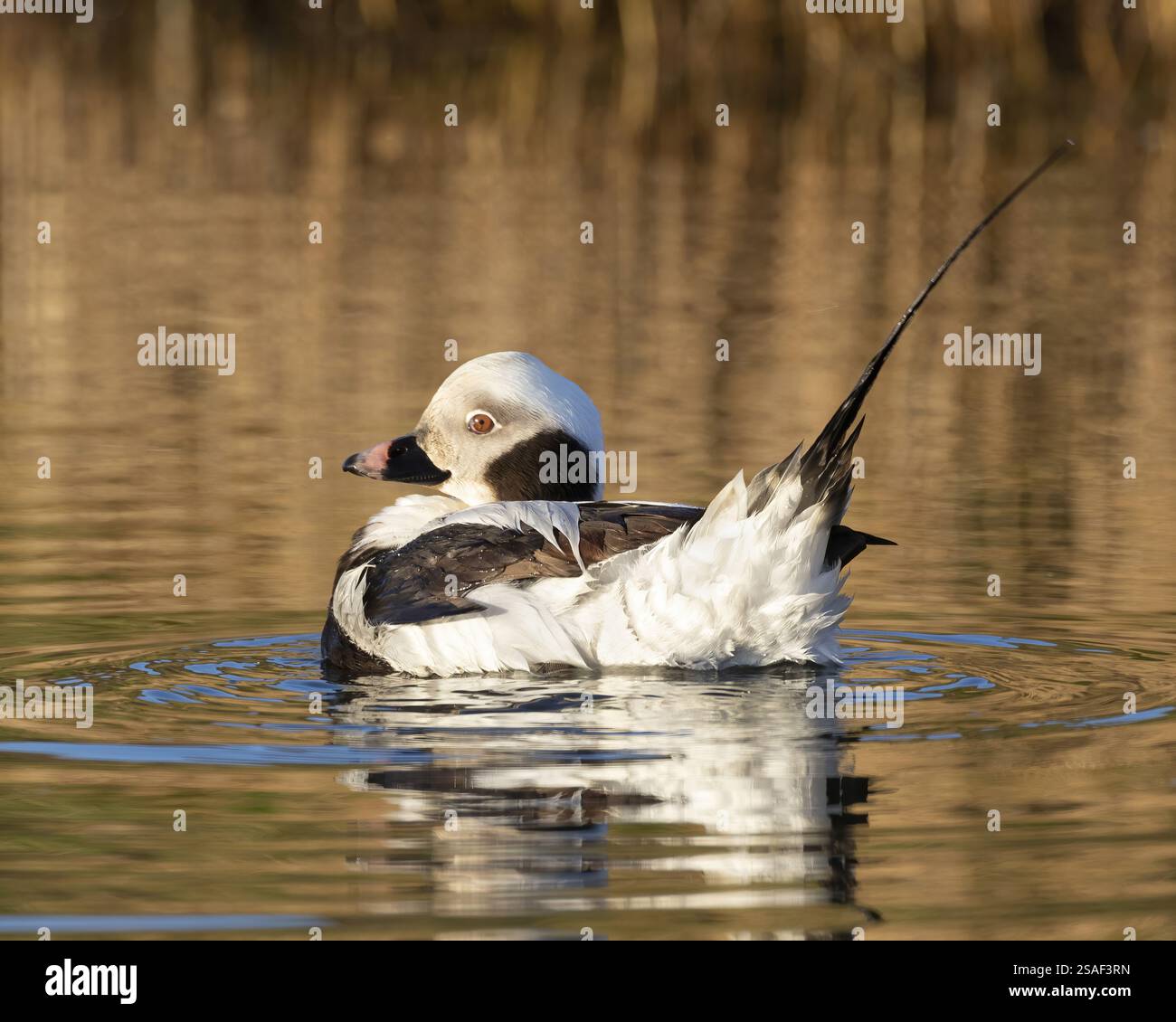 long-tailed duck (Clangula hyemalis), male on water, preening ...