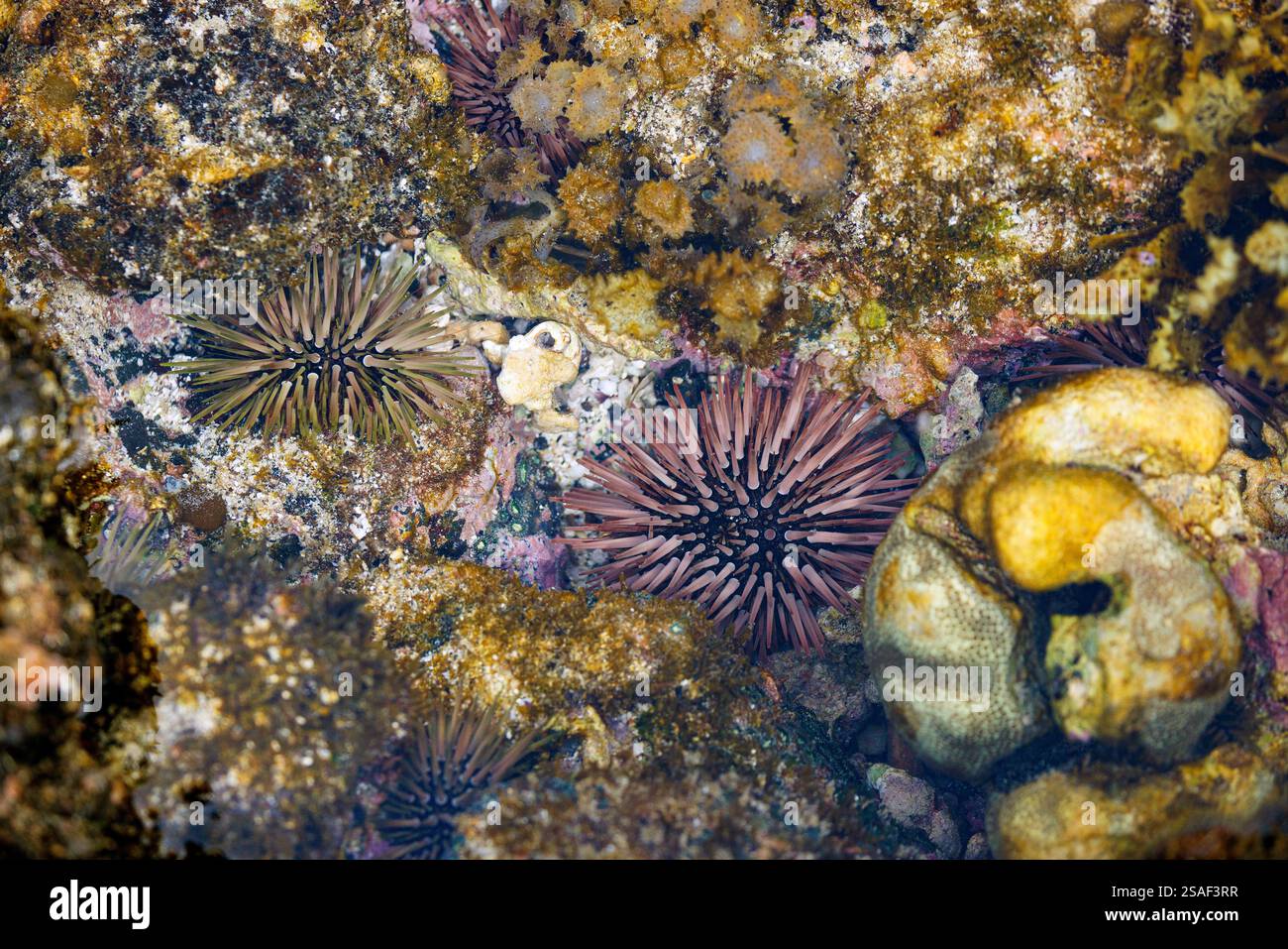 Reef-flat sea urchin, Rock-boring Urchin (Echinometra mathaei), in the ...
