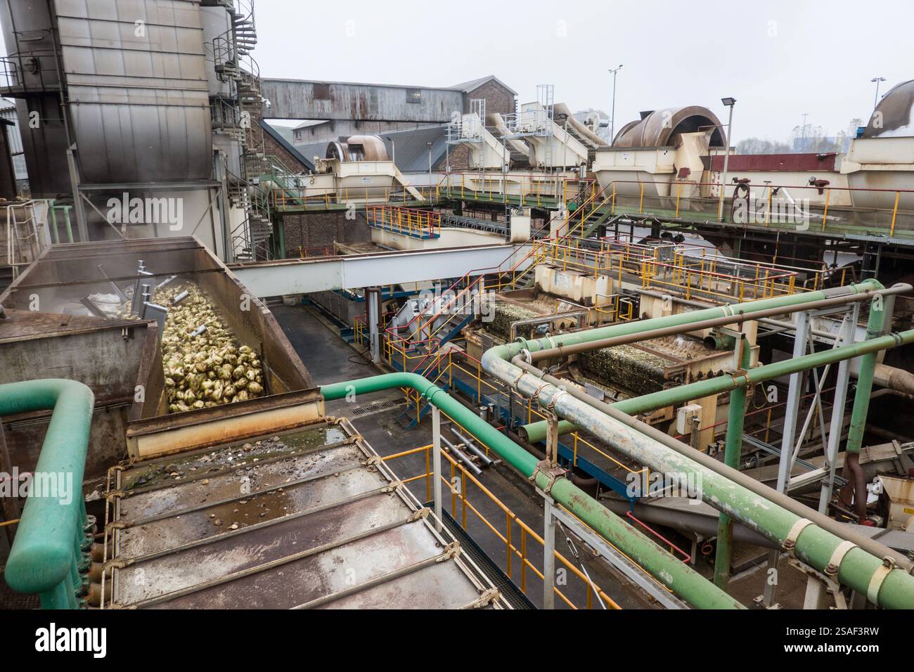 Sugar beet, Sugar-beet, Beet root, Sugar-beet root (Beta vulgaris var ...