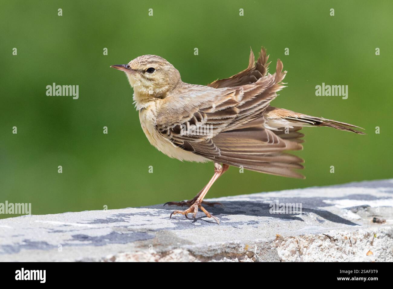 Tawny pitpit (Anthus campestris), perching on a wall and shaking its ...