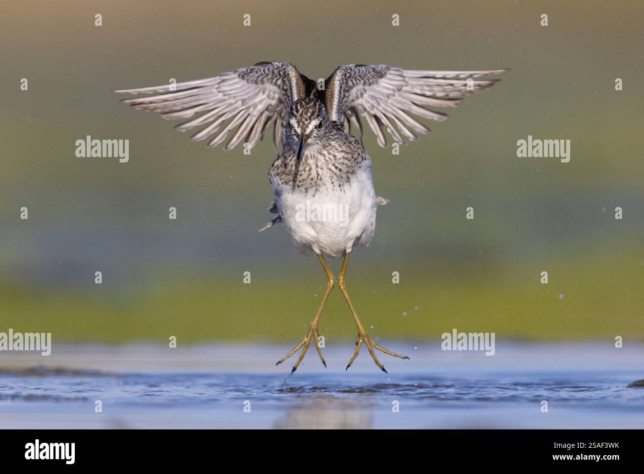 wood sandpiper (Tringa glareola), front view of an adult in flight ...
