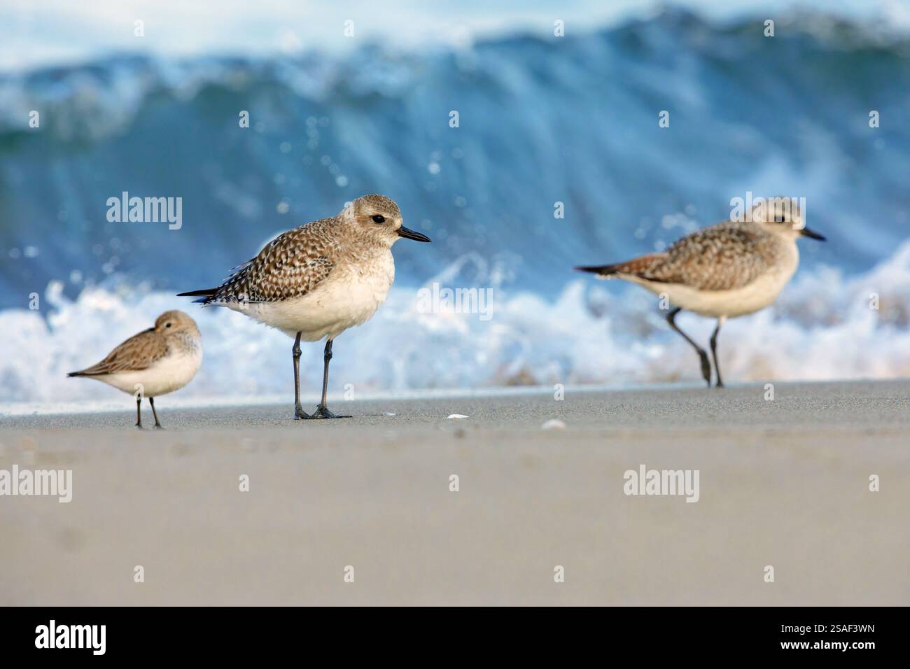 grey plover (Pluvialis squatarola), two grey plovers together with a ...