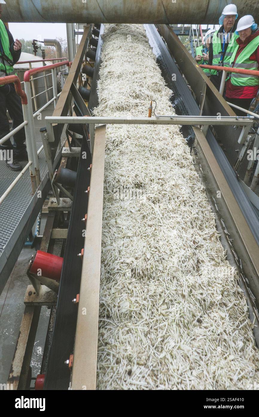 Sugar beet, Sugar-beet, Beet root, Sugar-beet root (Beta vulgaris var ...