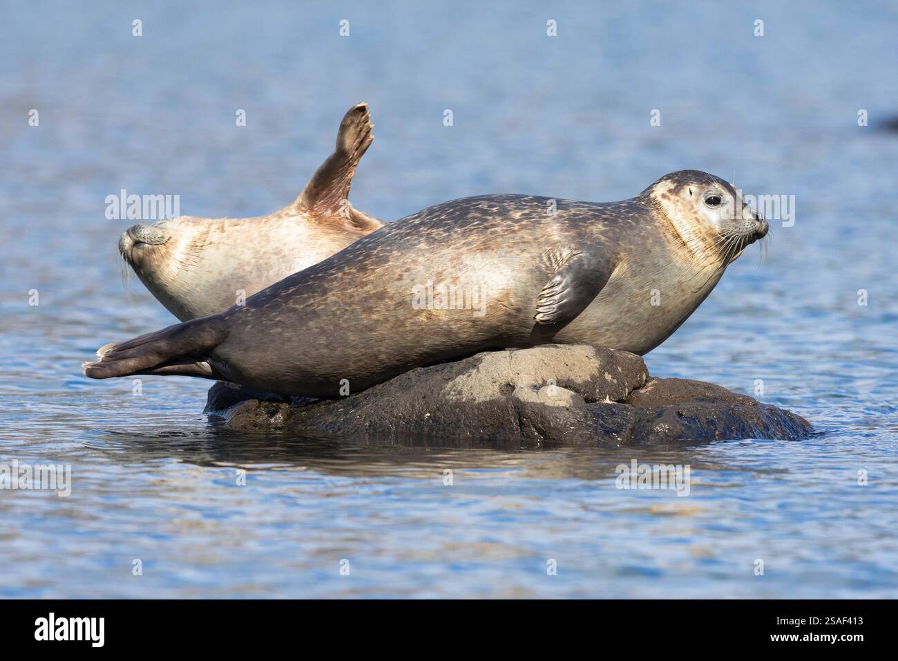 harbor seal, common seal (Phoca vitulina), two harbour seals resting ...