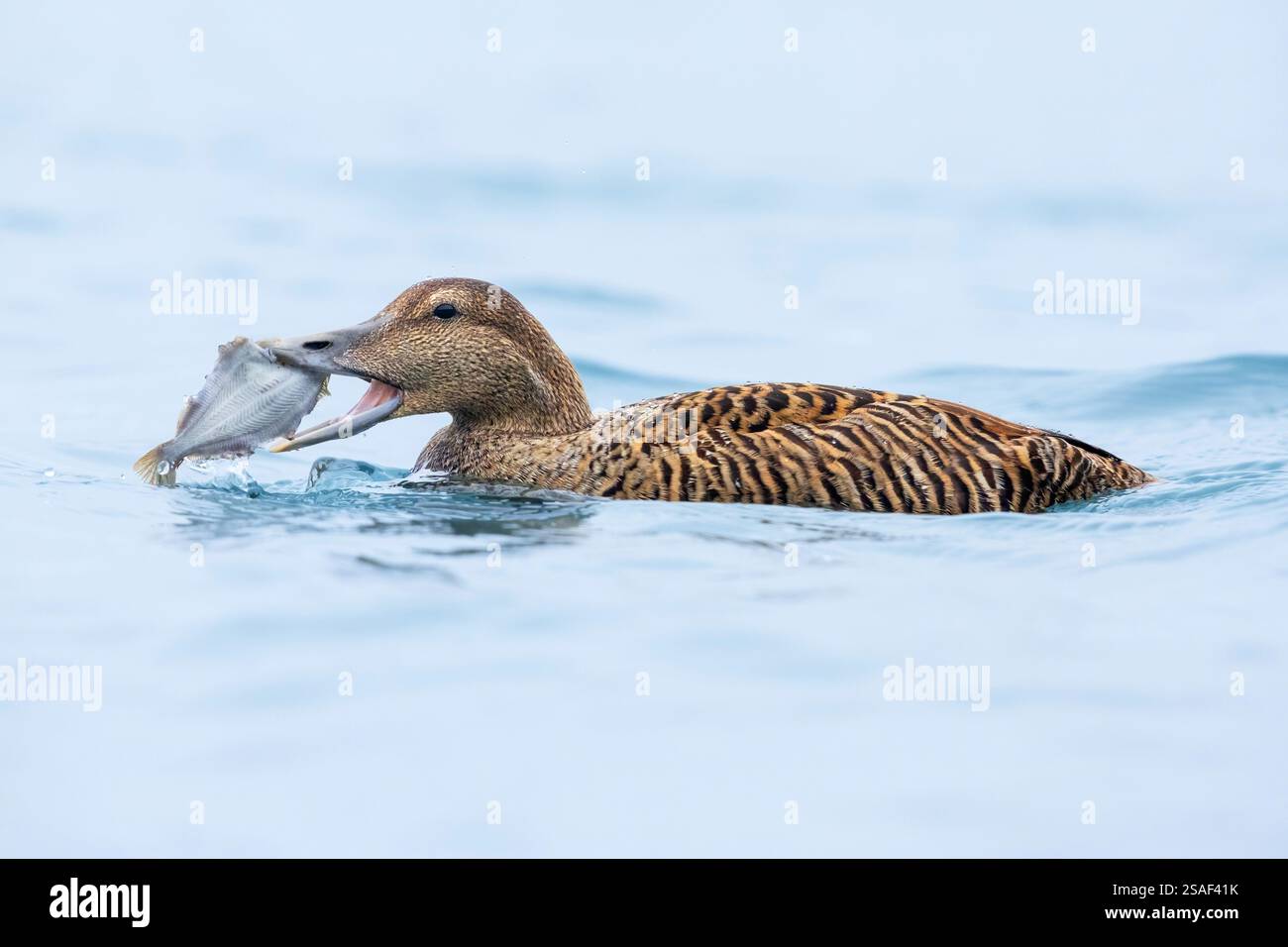 Common eider, St. Cuthbert's duck, Cuddy's duck (Somateria mollissima ...