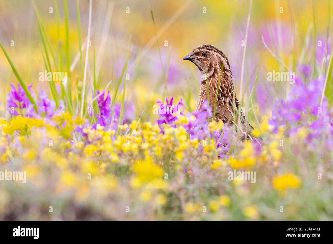 common quail, European quail (Coturnix coturnix), male standing in a ...
