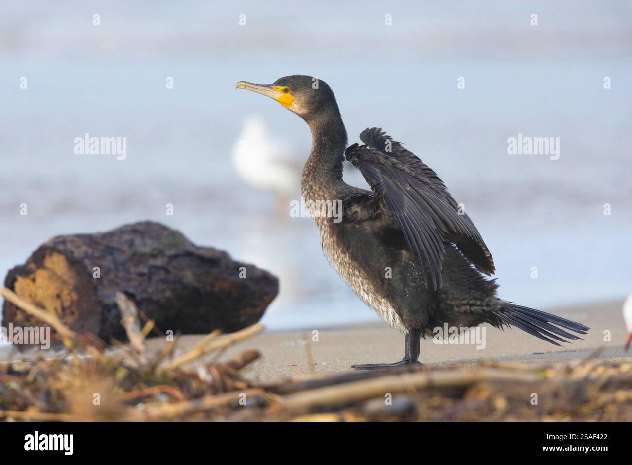 Chinese great cormorant (Phalacrocorax carbo sinensis, Phalacrocorax ...