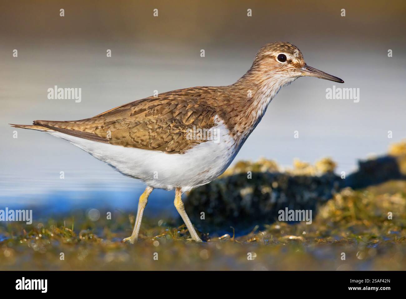 common sandpiper (Tringa hypoleucos, Actitis hypoleucos), walking on ...