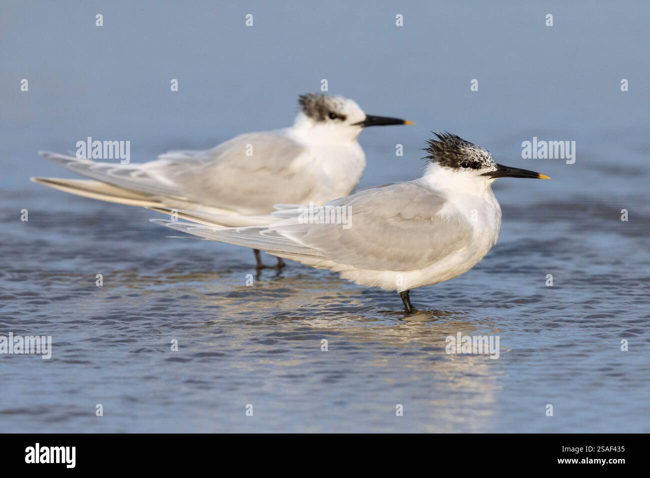 sandwich tern (Sterna sandvicensis, Thalasseus sandvicensis), two ...