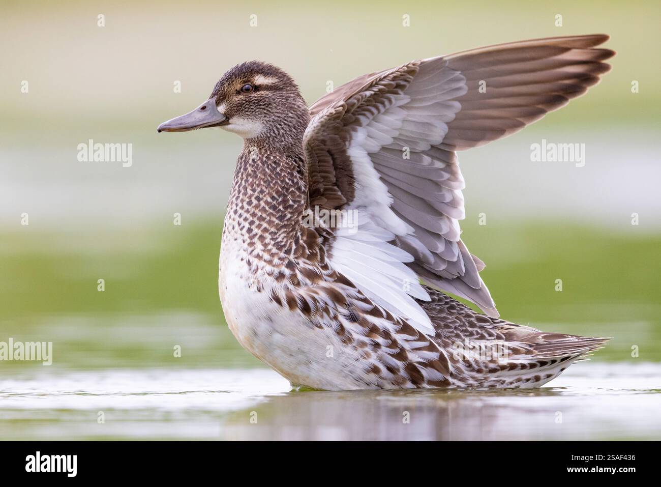 garganey (Spatula querquedula, Anas querquedula), adult female flapping ...