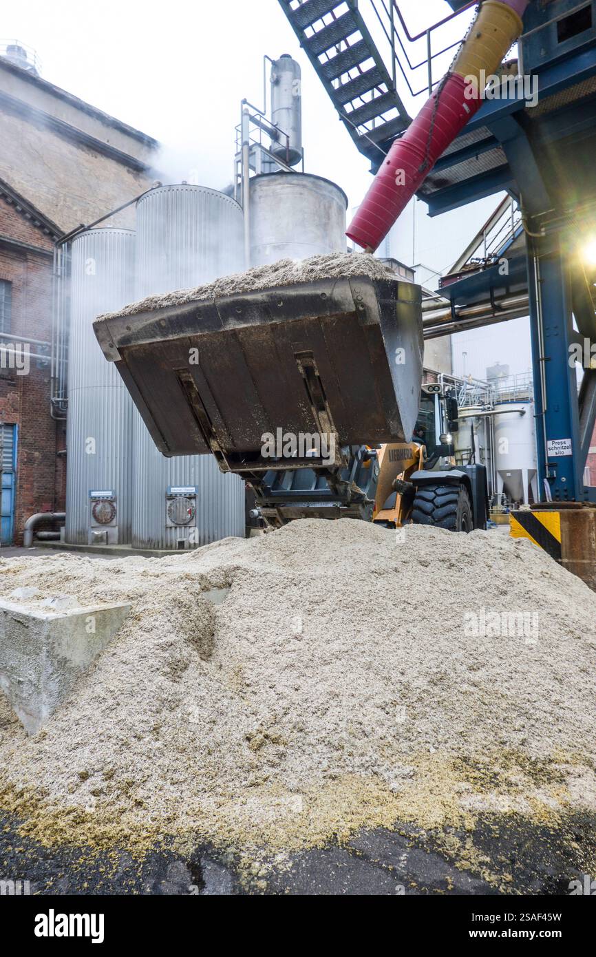 Sugar beet, Sugar-beet, Beet root, Sugar-beet root (Beta vulgaris var ...