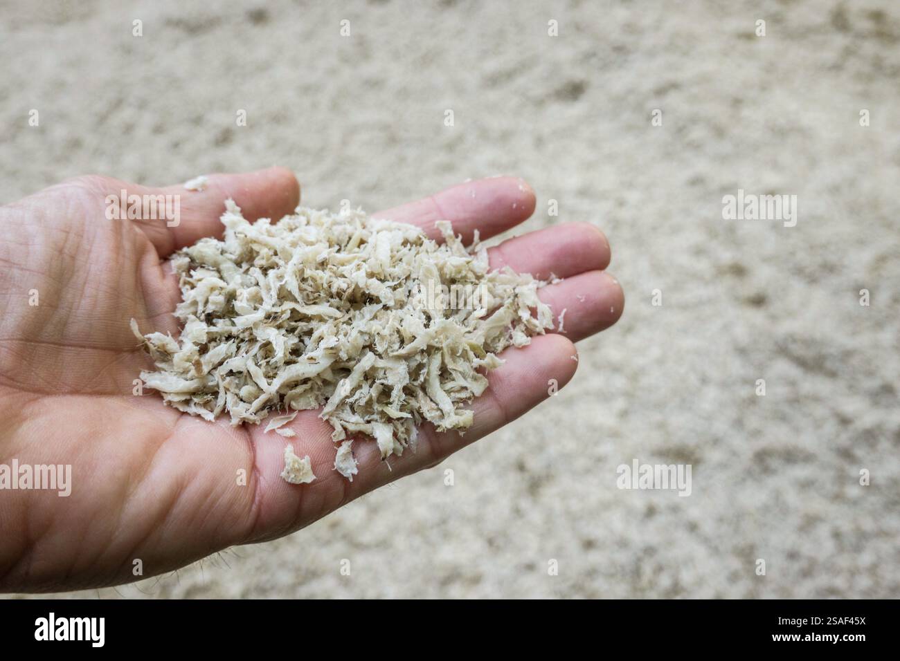 Sugar beet, Sugar-beet, Beet root, Sugar-beet root (Beta vulgaris var ...