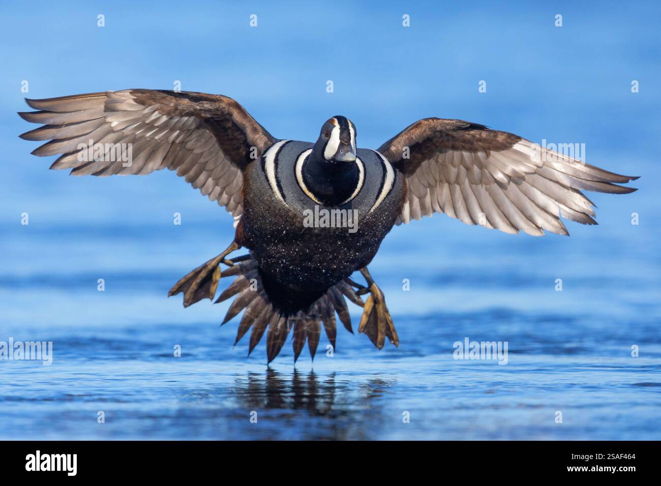 harlequin duck (Histrionicus histrionicus), front view of an adult male ...