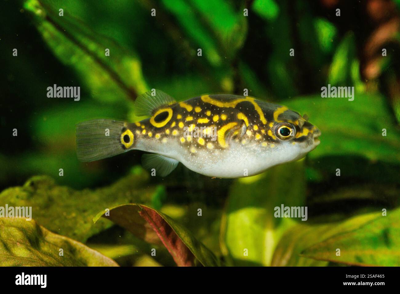 Dichotomyctere ocellatus hi-res stock photography and images - Alamy