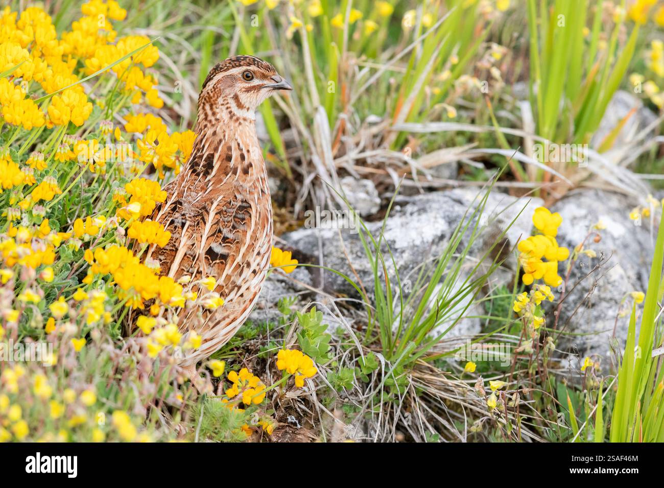 common quail, European quail (Coturnix coturnix), male standing in a ...