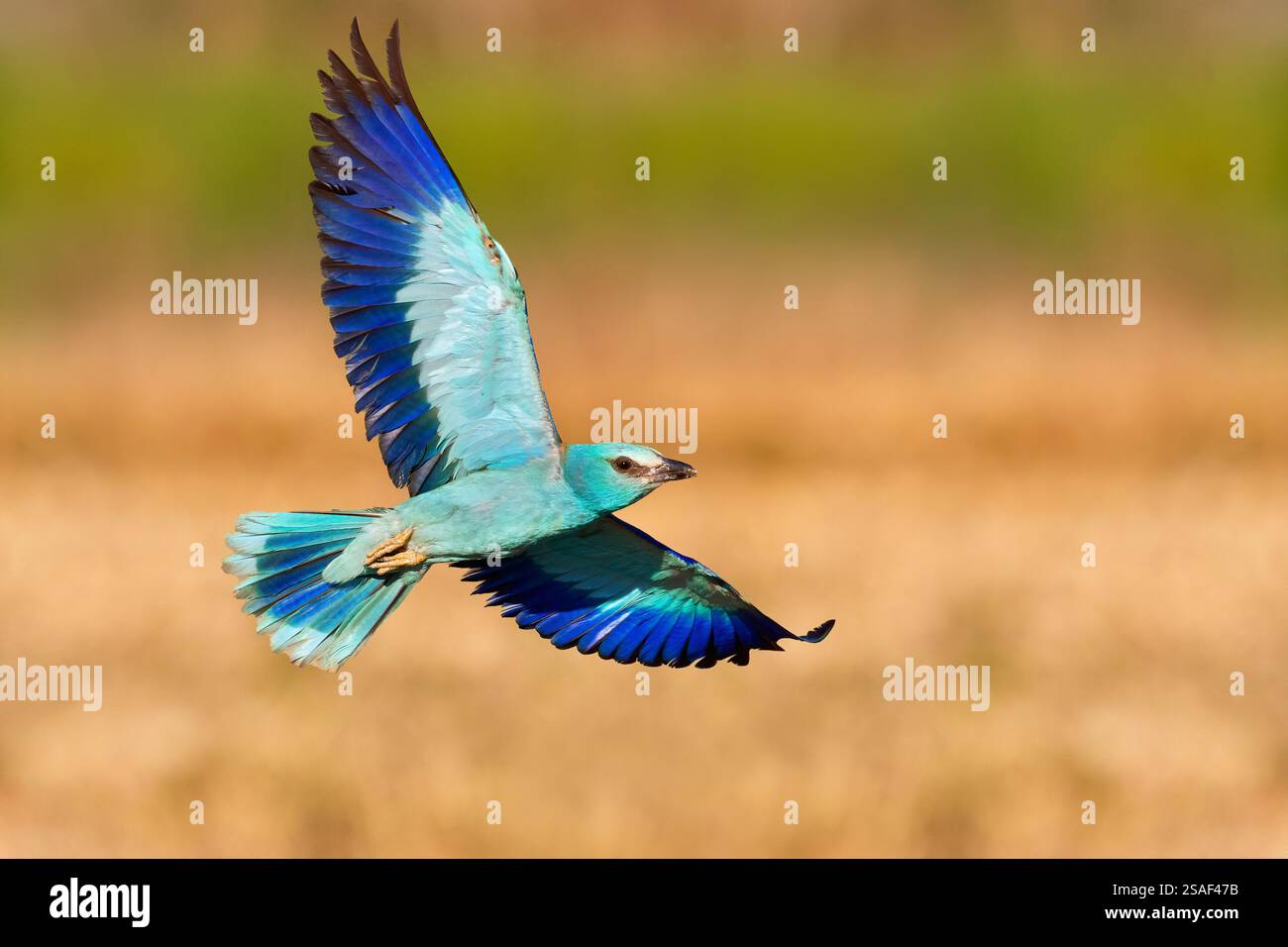 European roller, roller; blue roller, common roller, Eurasian roller ...