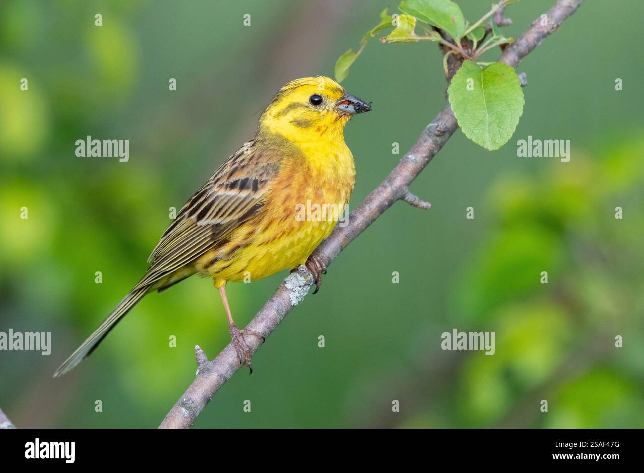 yellowhammer (Emberiza citrinella), male perching on a branch, side ...