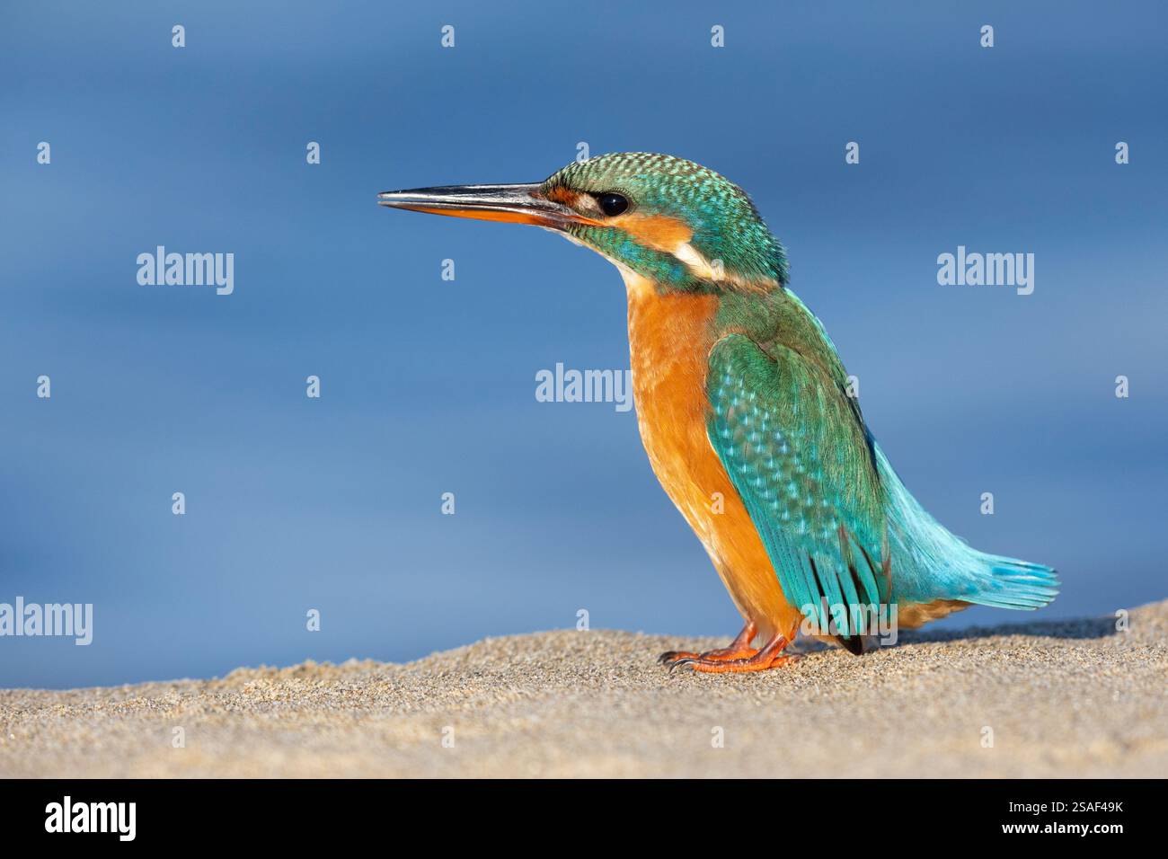 river kingfisher (Alcedo atthis), side view of an adult female standing ...
