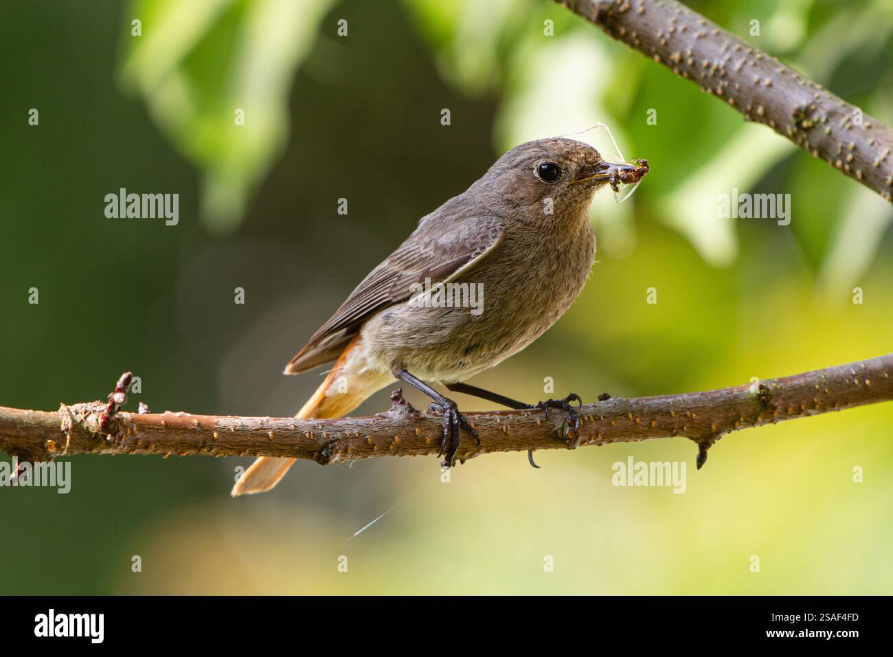 black redstart (Phoenicurus ochruros), female perching on a branch with ...