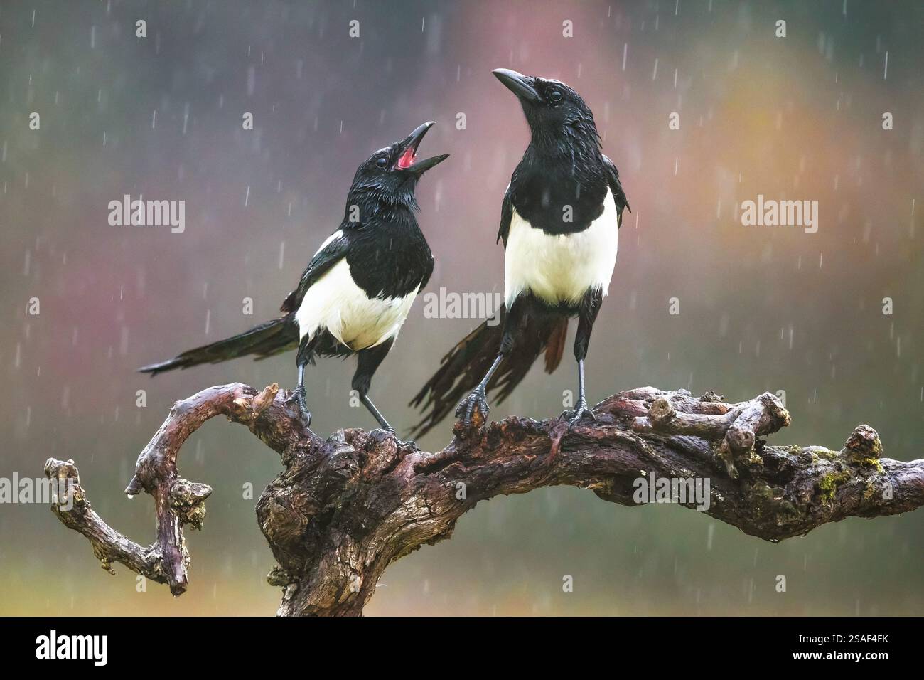 black-billed magpie (Pica pica), couple perching together on a knobbly ...