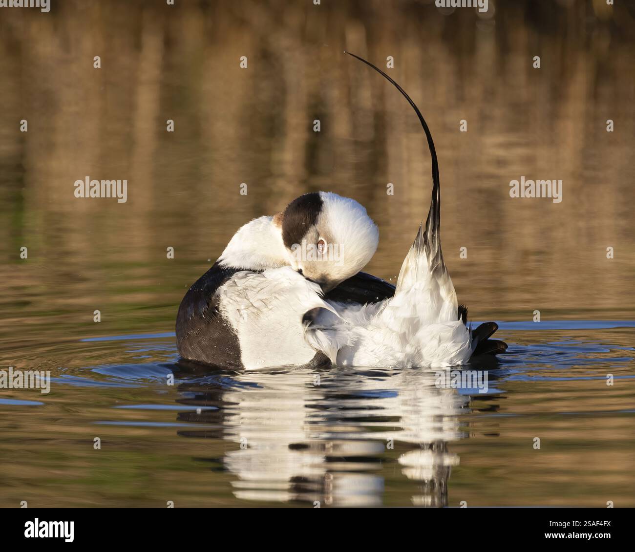 long-tailed duck (Clangula hyemalis), male on water, preening ...