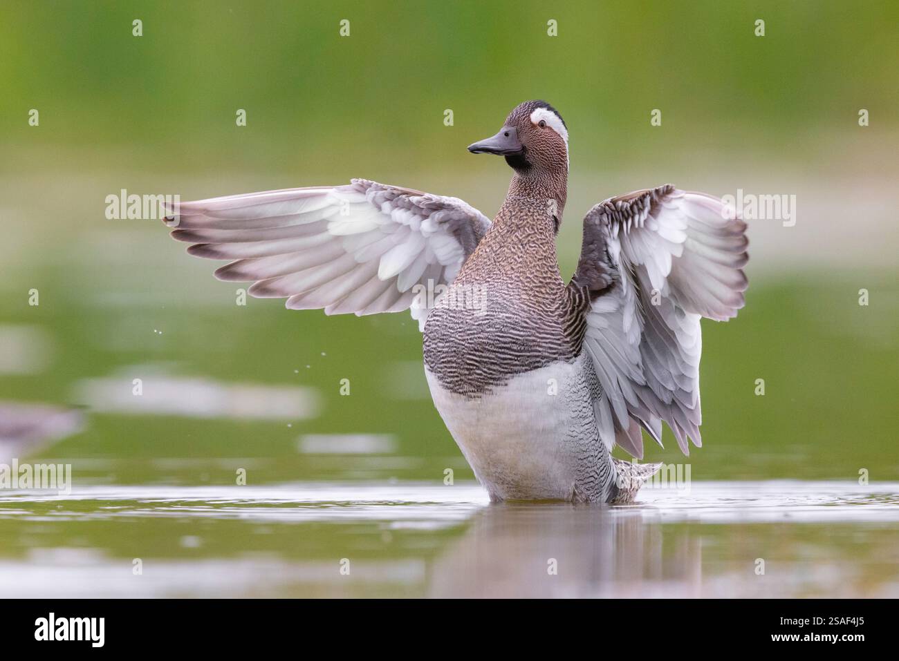 garganey (Spatula querquedula, Anas querquedula), adult male flapping ...