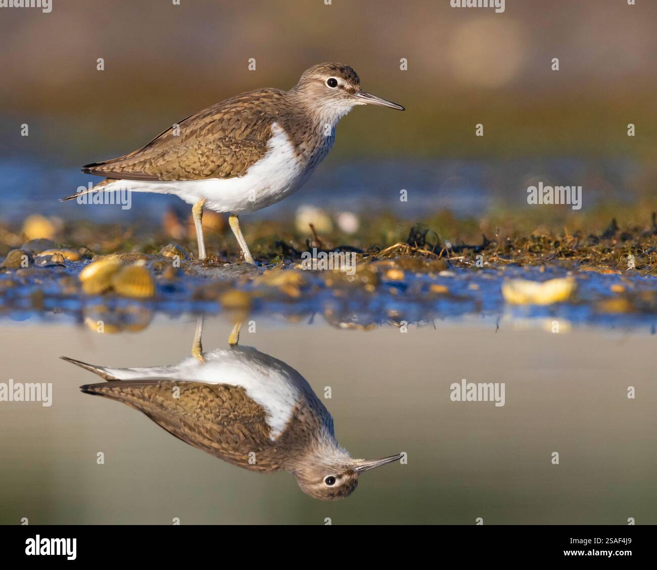 common sandpiper (Tringa hypoleucos, Actitis hypoleucos), standing in ...