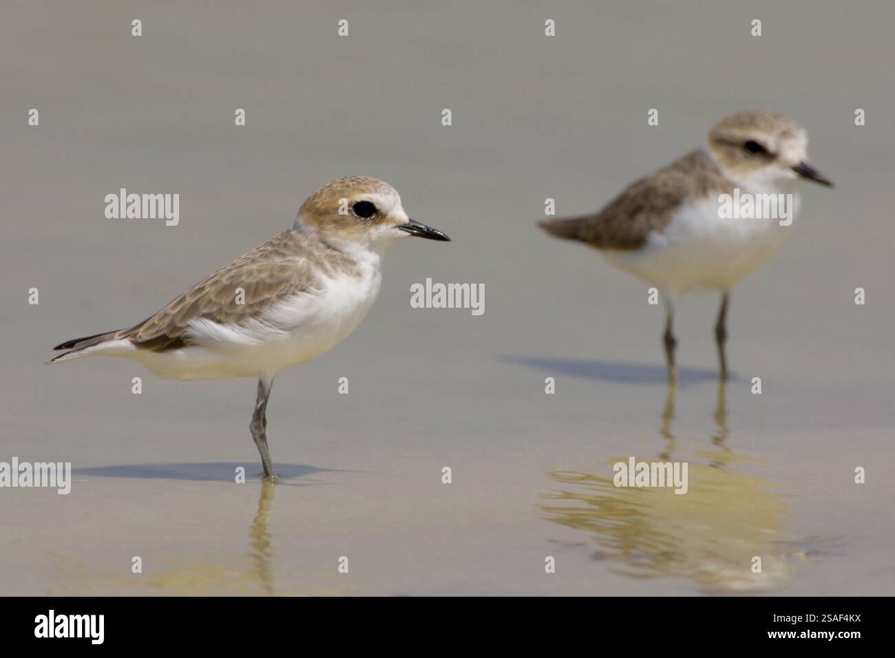 kentish plover (Charadrius alexandrinus), two juvenile kentish plovers ...