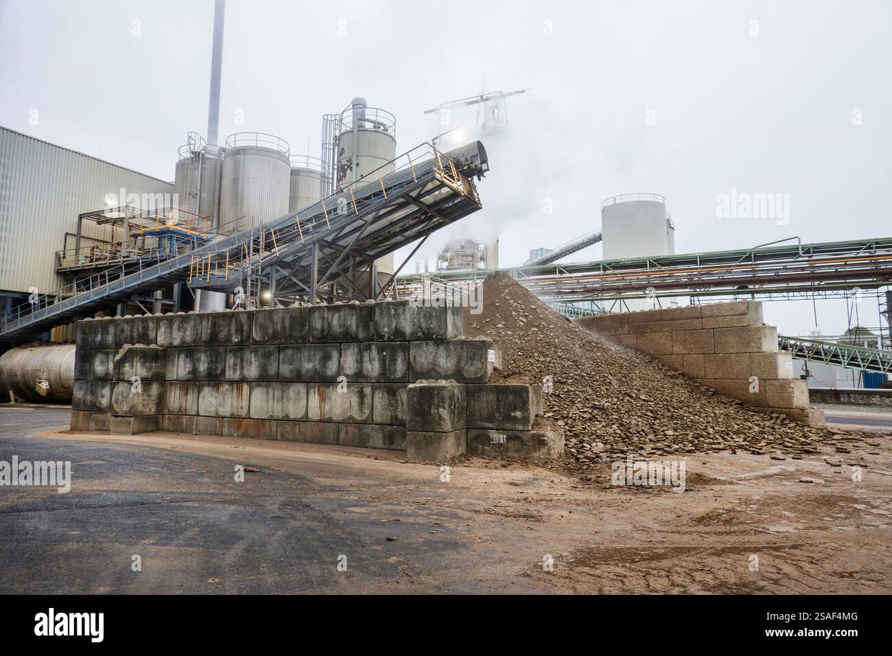 Sugar beet, Sugar-beet, Beet root, Sugar-beet root (Beta vulgaris var ...