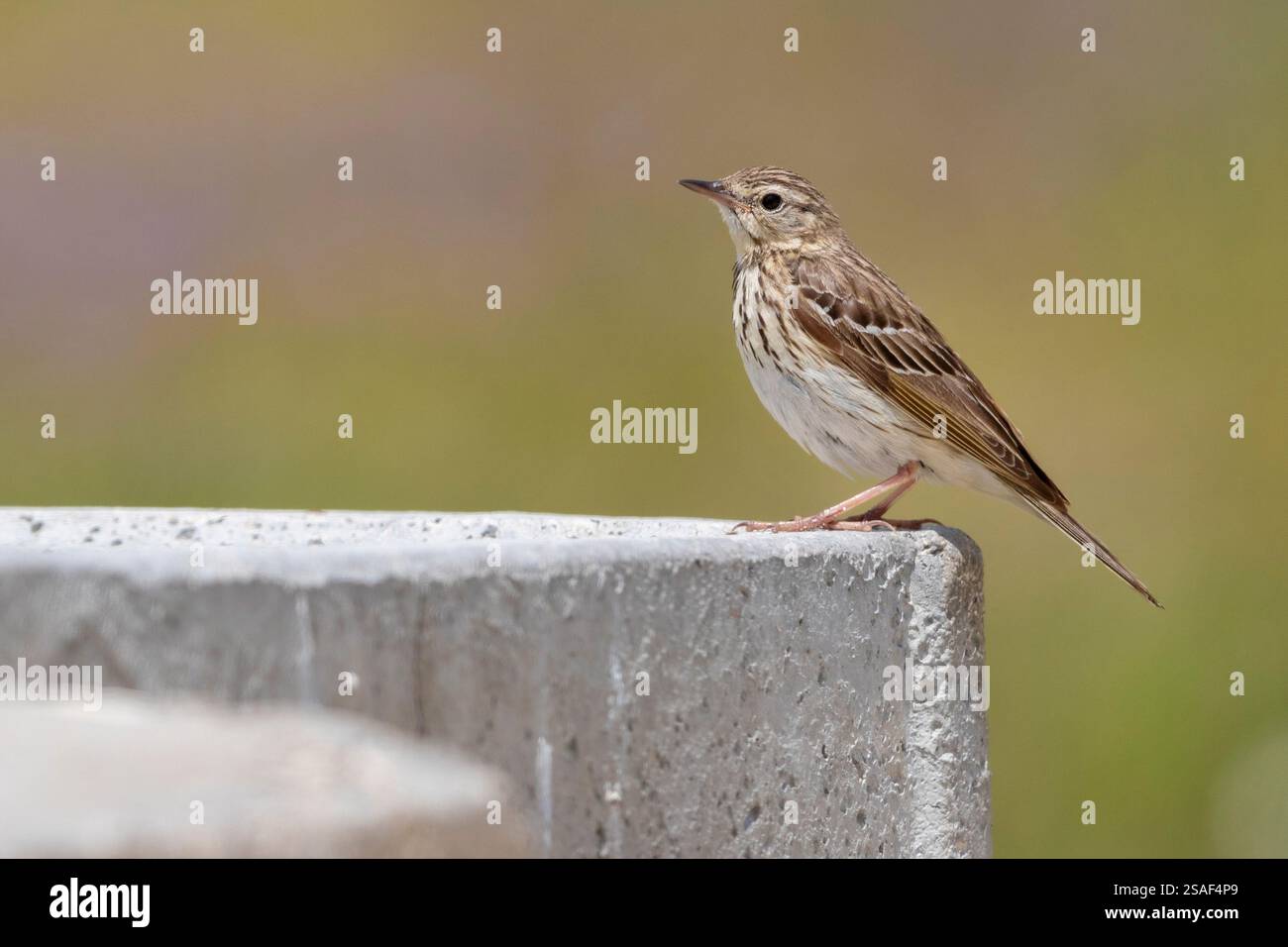 Tree pitpit (Anthus trivialis), perching on a concrete wall, side view ...