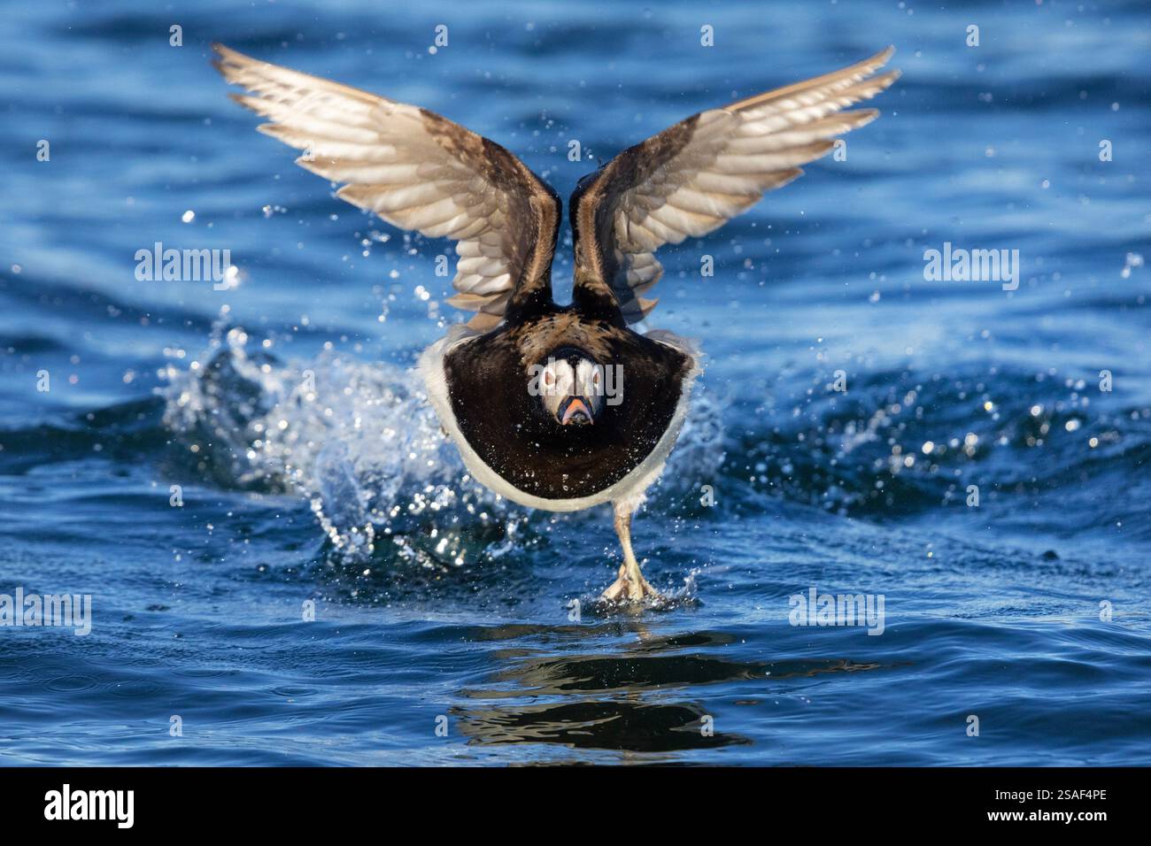 long-tailed duck (Clangula hyemalis), front view of an adult male ...