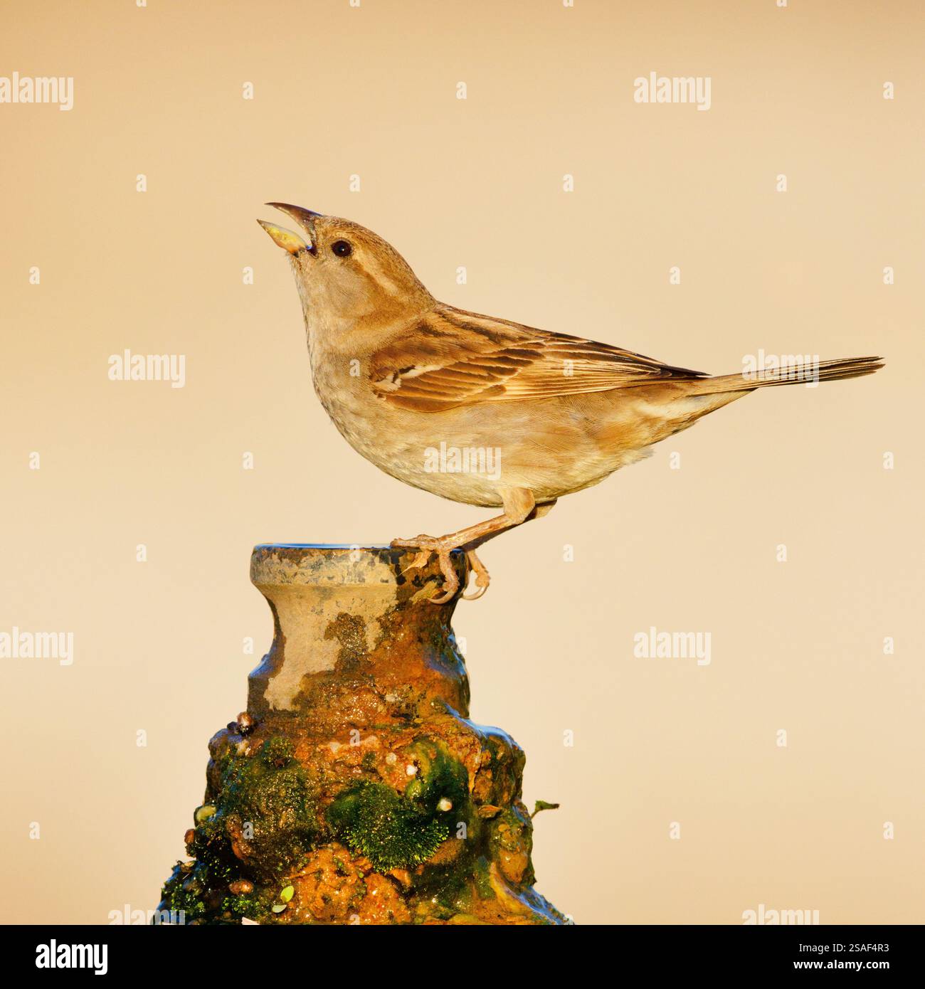 Italian sparrow, Cisalpine sparrow (Passer italiae), side view of an ...