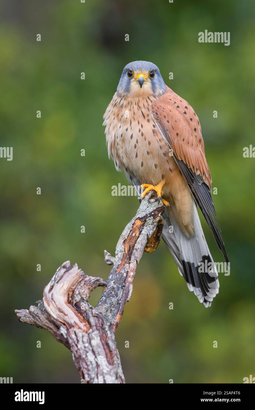European Kestrel, Eurasian Kestrel, Old World Kestrel, Common Kestrel ...