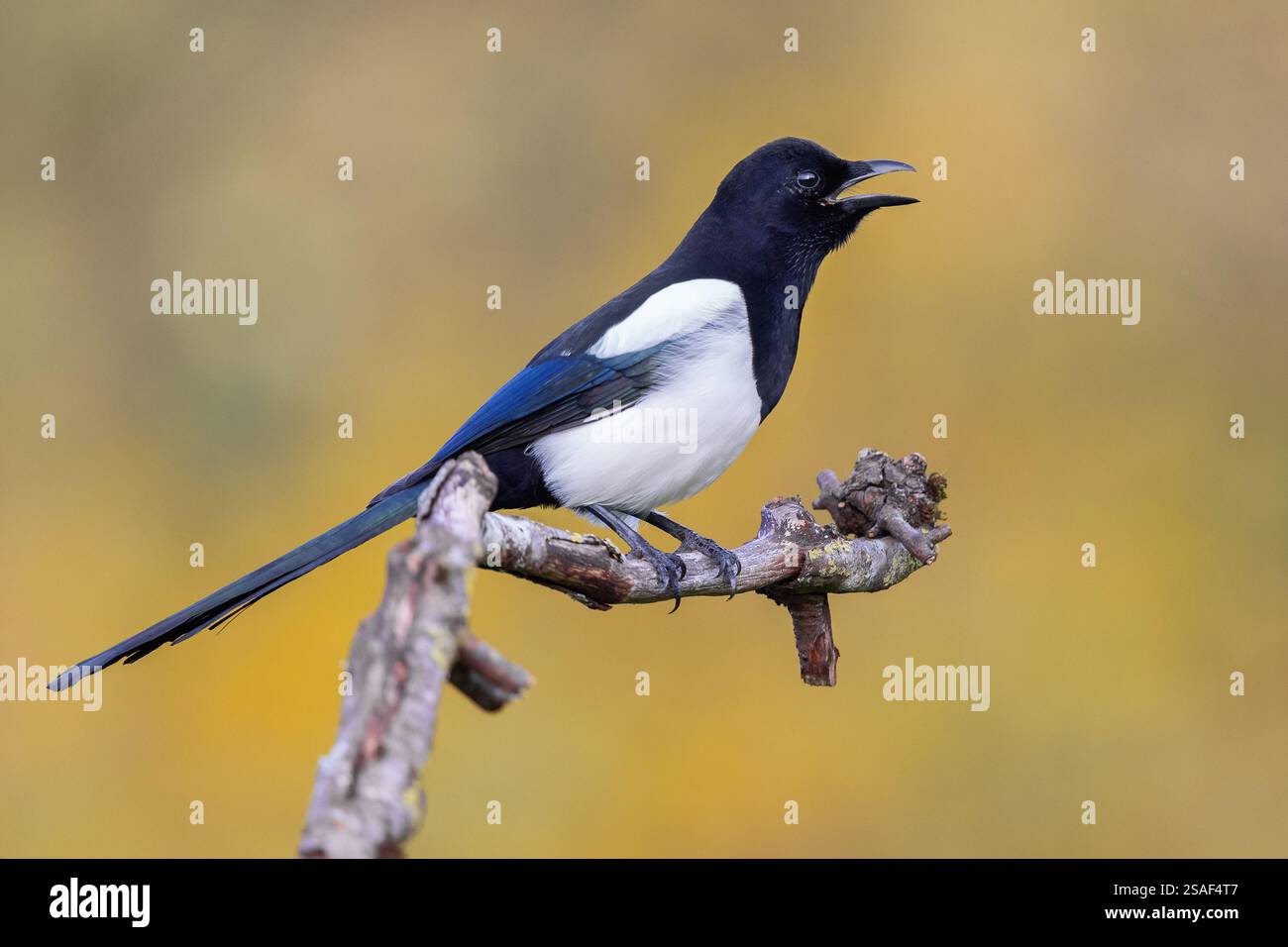 black-billed magpie (Pica pica), side view of an adult perched on a ...