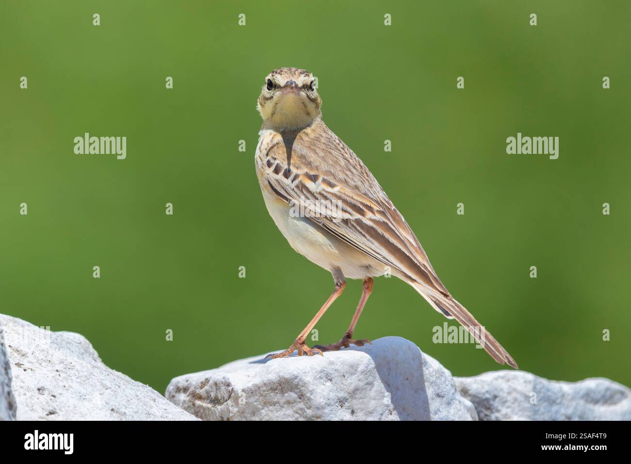 Tawny pitpit (Anthus campestris), perching on a rock and peering, Italy ...
