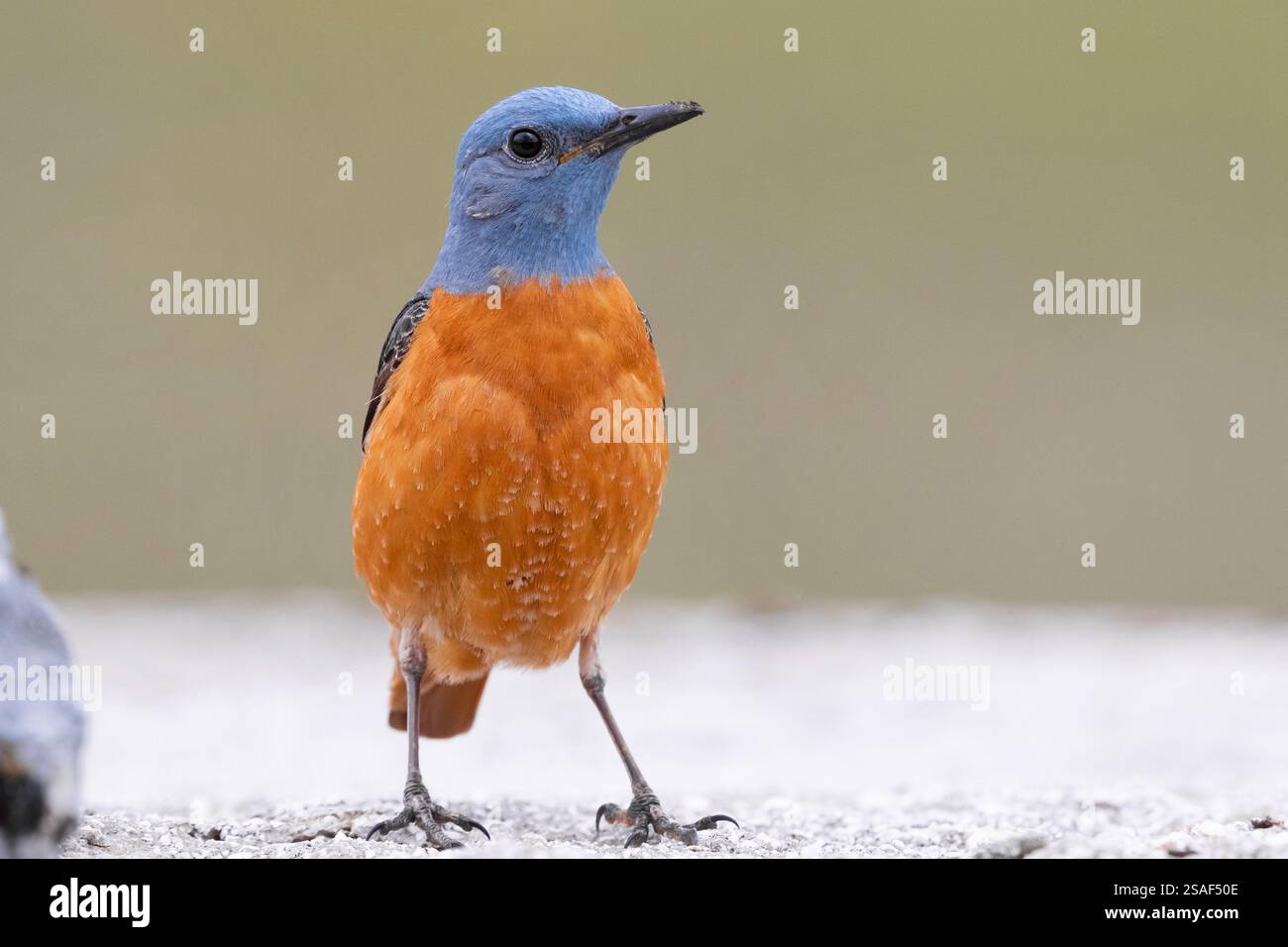 Mountain rock thrush, rufous-tailed rock thrush, common rock thrush ...