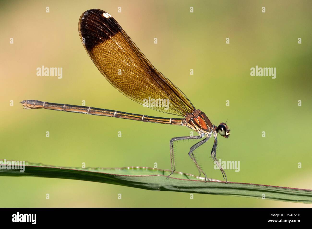 banded blackwings, banded agrion, banded demoiselle (Calopteryx ...