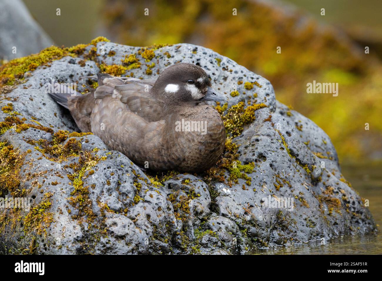 harlequin duck (Histrionicus histrionicus), adult female resting on a ...