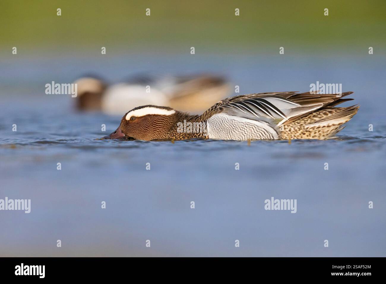 garganey (Spatula querquedula, Anas querquedula), drake filtering the ...