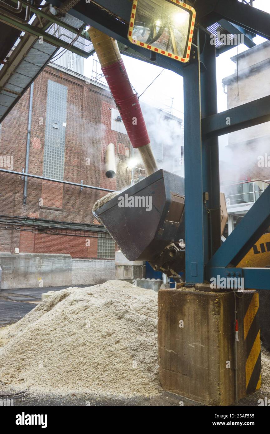 Sugar beet, Sugar-beet, Beet root, Sugar-beet root (Beta vulgaris var ...